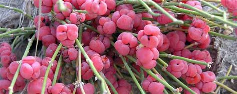 Beware Of Ephedra Side Effects Naturalalternativeremedy