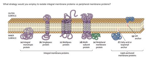 Solved What Strategy Would You Employ To Isolate Integral Chegg