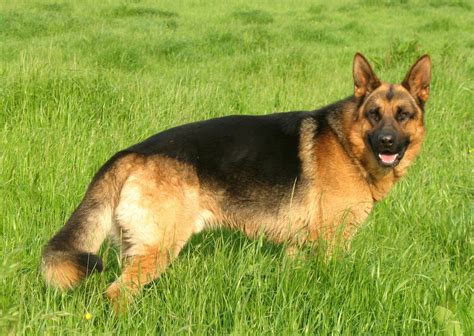 Jai adopté un berger allemand pour me tenir compagnie