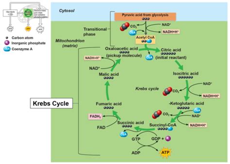 Chapter 24 Krebs Cycle And Electron Transport Chain Flashcards Quizlet