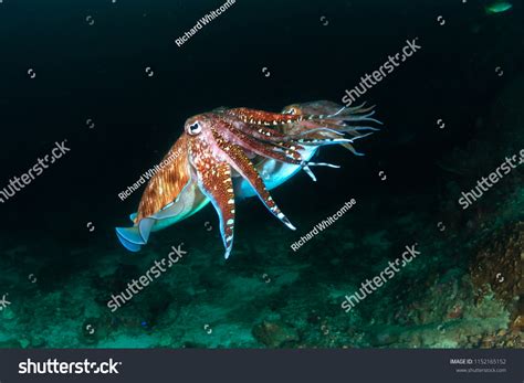 Pair Beautiful Cuttlefish Mating On Dark Stock Photo 1152165152 Shutterstock