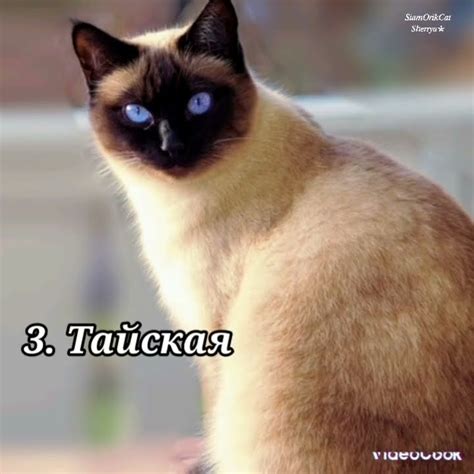5 самых лучших пород кошек Music Cat Beautiful Cute Orientalcat
