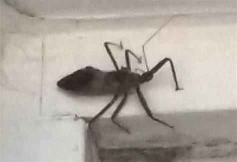 Wheel Bug Vs Kissing Bug Unveiling The Key Differences Whats That Bug