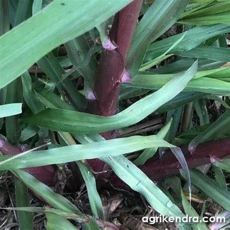 Australian Red Napier Grass Slips 2piece All Over India Delivery