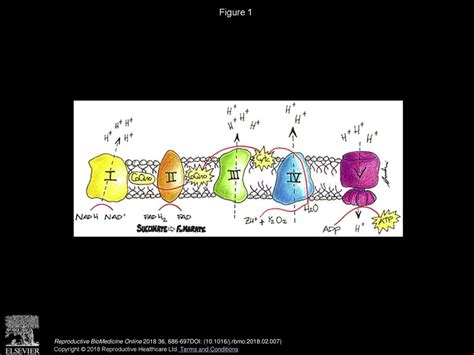 The Role Of Mitochondrial Activity In Female Fertility And Assisted Reproductive Technologies