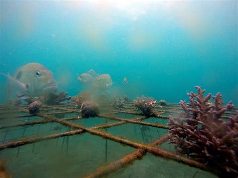 Customer Project In Progress Gopro Underwater Time Lapse Of Coral