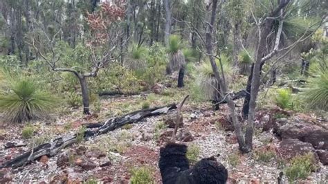 Joseph Grehan On Linkedin Active High Impact Dieback Site In The Jarrah Forest In The South