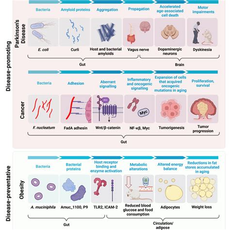The Microbiome Influences Age Associated Disease Diagram Summarizing