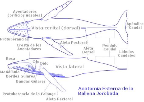 Filanaval La Ballena Caza De La Ballena