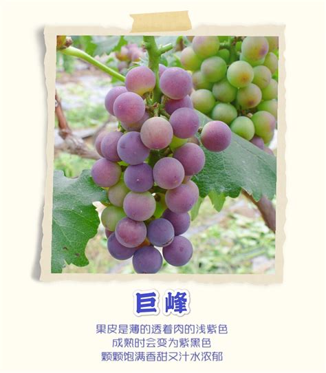酸的葡萄怎么处理 葡萄酸怎么办 美酒邦