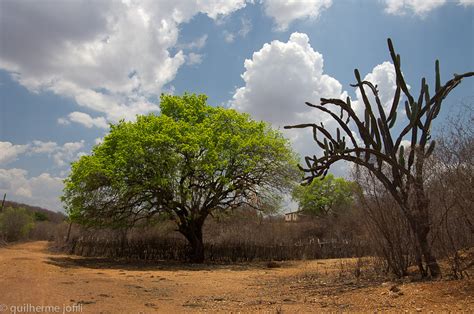 Aue Paisajismo La Importancia De Los Corredores Ecológicos