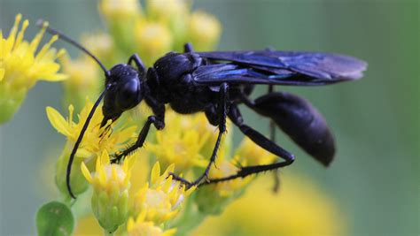 Types Of Black Wasps Discount Shopping Th Types Of Black Wasps Discount Shopping Th