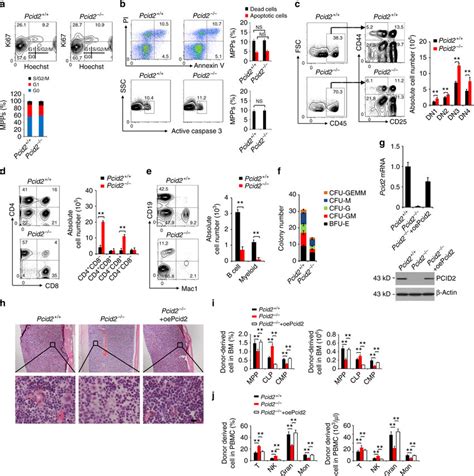 Pcid2 Deficient Mpps Prefer To Differentiate Into Lymphoid Cells But Download Scientific