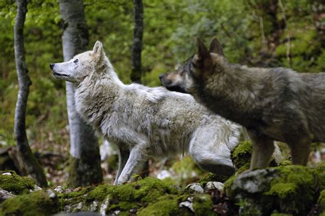 Lobo Fondo De Pantalla Hd Wallpaperbetter