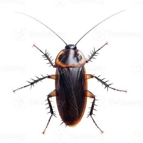 Cockroach Front View Full Body Isolate On Transparency Background