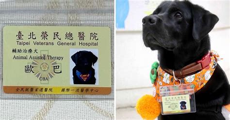 北榮最可愛員工全台首隻輔助治療犬證件照曝光 院長送牠紅包 肉肉 boMb01