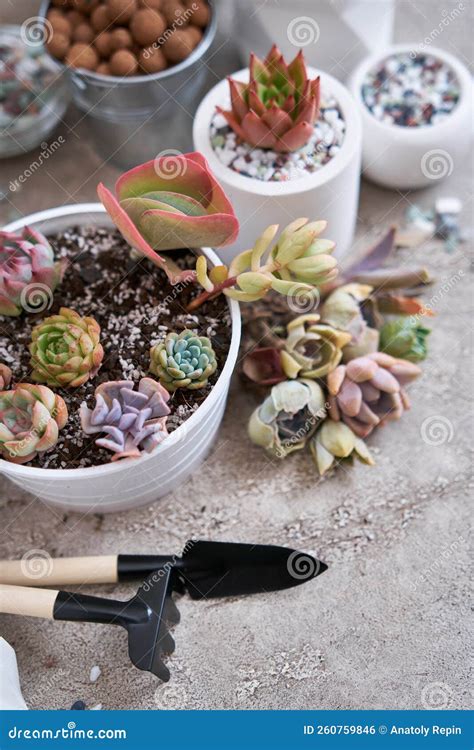 Group Of Echeveria And Pachyveria Opalina Succulent Rooted Cutting