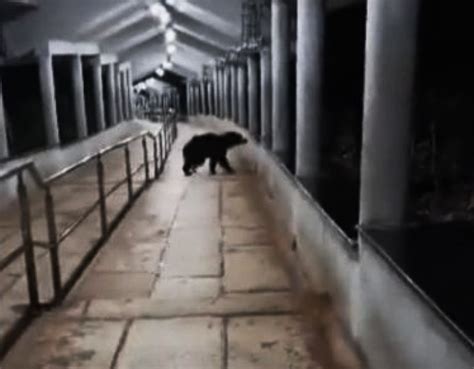 3 Leopards Caught 2 Bear Sightings Devotees Visiting Tirupati Face