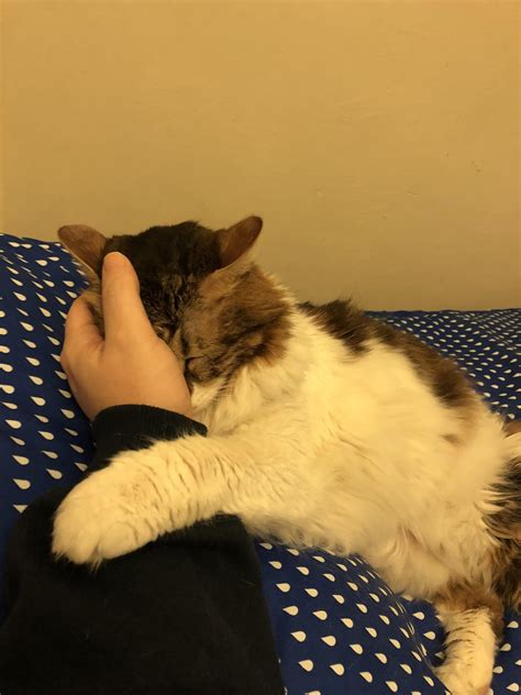 My Beloved Lenya R Cat