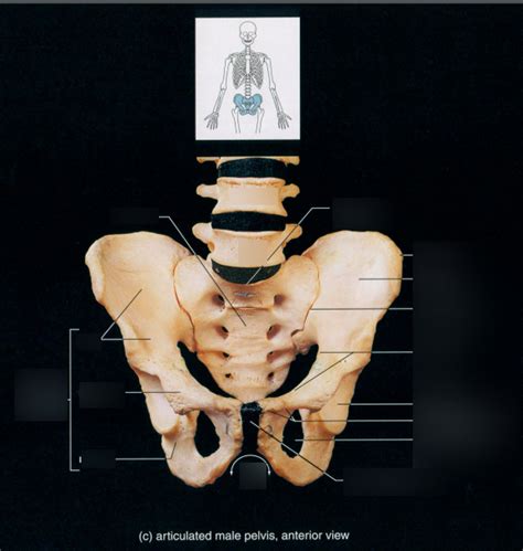 Diagram Of Pelvis Quizlet
