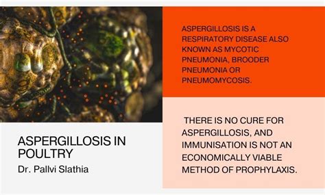 Aspergillosis In Poultry Sr Publications