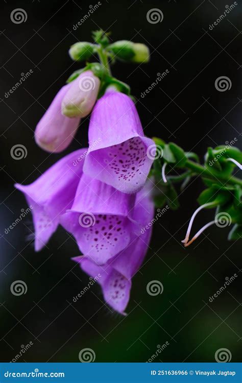 Beautiful Flowers Of Sikkim Flowering Plants In Sikkim Tourist
