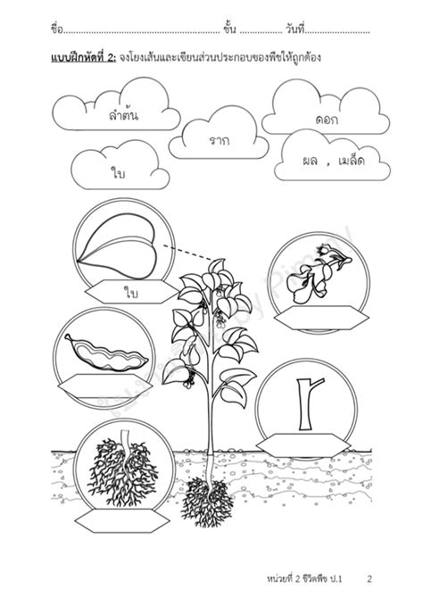 ใบงานวิทยาศาสตร์ สำหรับชั้น ป 1 ใบงานวิทย์ By Pimmy