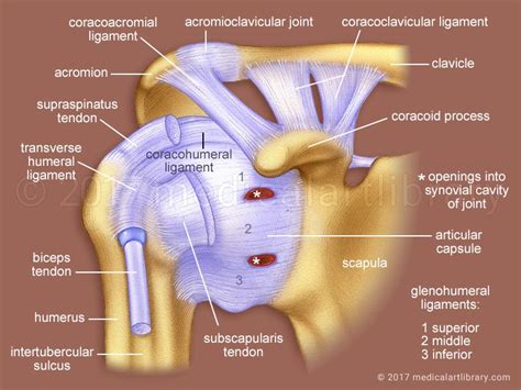 Shoulder Joint Ligaments Medical Art Library