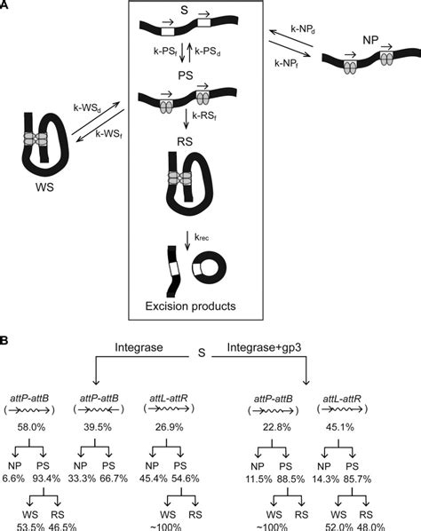 Single Molecule Analysis Of ϕc31 Integrase Mediated Site Specific
