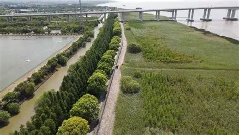 上海崇明生态岛环岛防汛提标二期工程复工项目奚家港标段