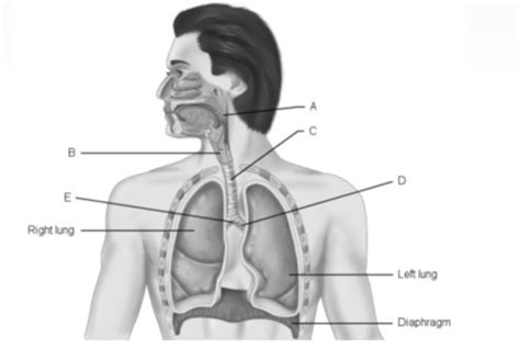 Lecture IV Exam Flashcards Quizlet