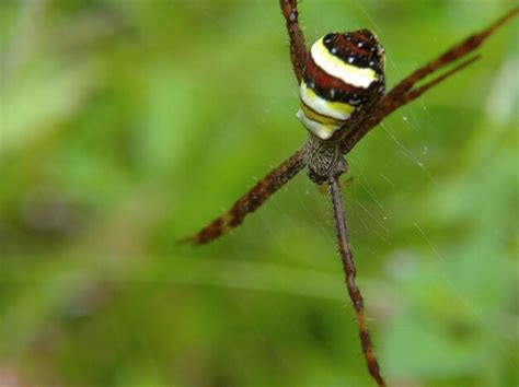 Premium Photo Argiope Keyserlingi Spider In Spider Web With Pretty