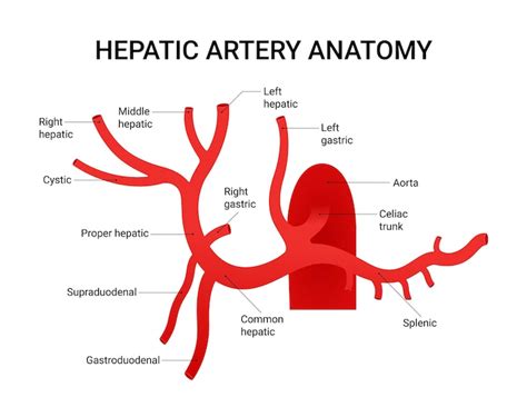 Premium Vector Diagram Of Hepatic Artery Anatomy