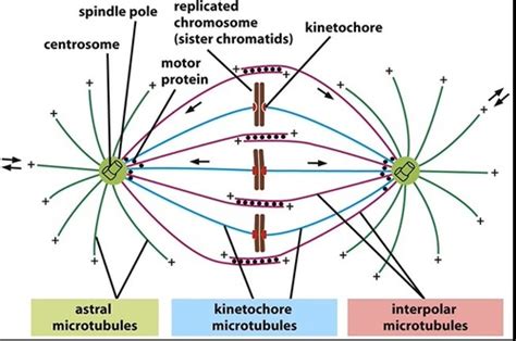 Cytoskeleton Flashcards Quizlet