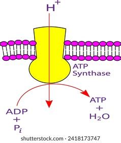 Proton Transporting Atp Synthase Complex Photos Images Pictures Shutterstock
