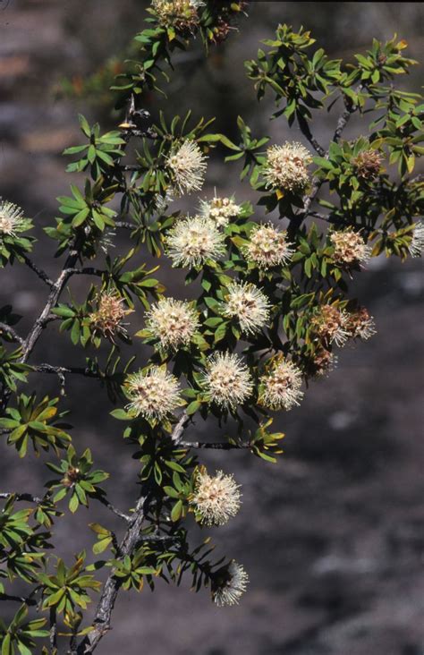 Kunzea Rupestris Image Alan Fairley Australian Plants Society