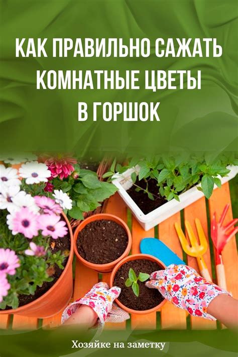 комнатные цветы растения