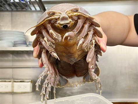 Taipei Restaurant Serves Alien Like 14 Legged Giant Isopod On Top Of