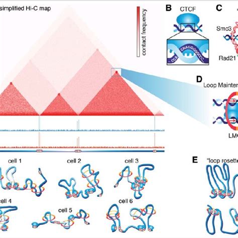 Tads Chromatin Loops And The Role Of Ctcf And Cohesin A A Simulated Download Scientific