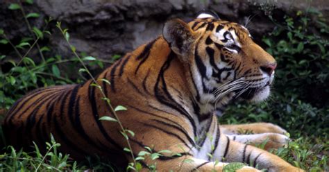 Sumatran Tiger Habitat Loss