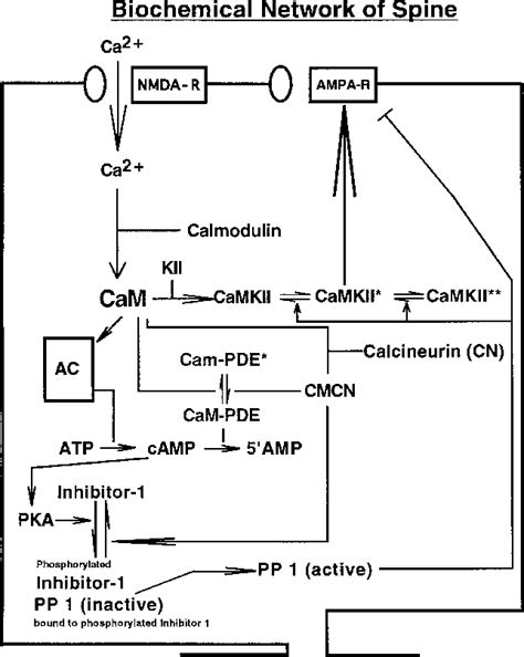 figure 1 from decoding time varying calcium signals by the postsynaptic