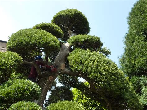 施工事例 植木の伐採剪定植木の伐根工事 神奈川県相模原市 上溝の不用品回収遺品整理 アシストワン