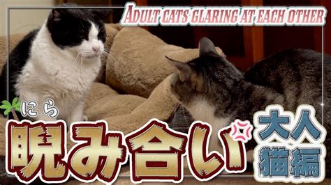 大人の猫のにらみ合い Youtube