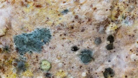 How To Get Rid Of Mold Spores In The Air Pure Environmental