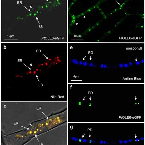 Oleosin Gene Identification And Expression A Phylogenetic Analysis