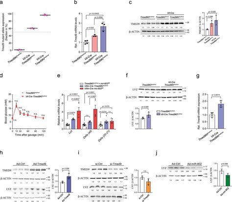 Mutation Of Mir 802 Binding Sites Intmed9 Is Sufficient To Phenocopy