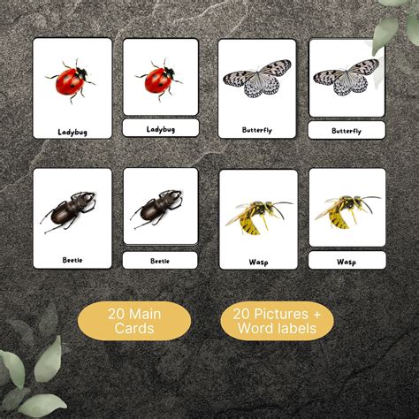 Learning Insects In English 20 Real Pictures Montessori Cards Nomenclature Flashcards Pdf
