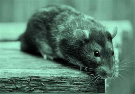 Rat Vs Mouse Is There A Difference Between Mice And Rats