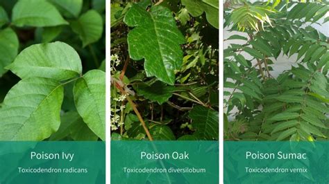Know Your Poison Ivy Oak And Sumac Identify Treat Coryell Health