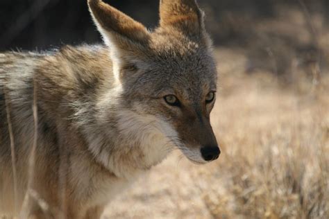 Coyote O Canis Latrans Características Hábitat Costumbres Y Alimentación Con Fotos